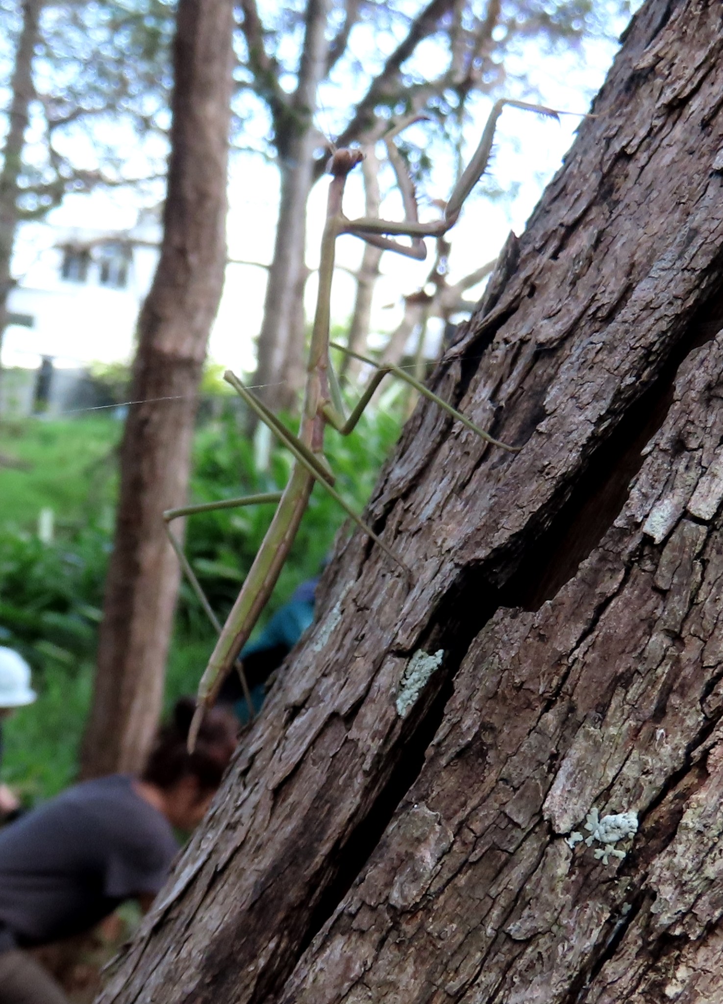 Mount Gravatt Environment Group